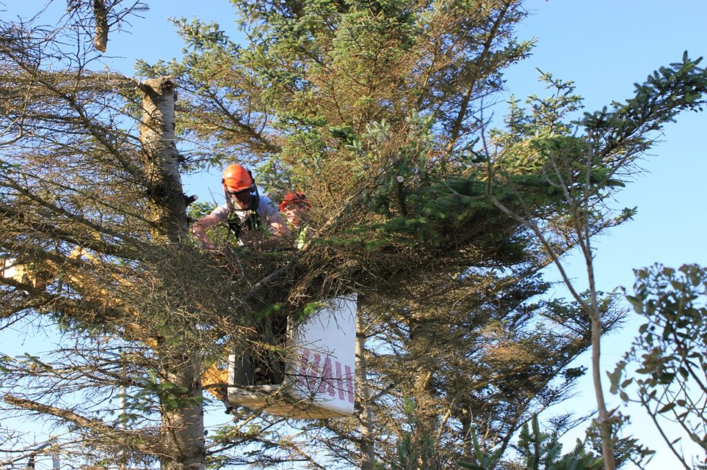 Tree Felling Company | Tree Removal Experts