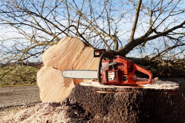 Tree Felling Company | Tree Removal Experts
